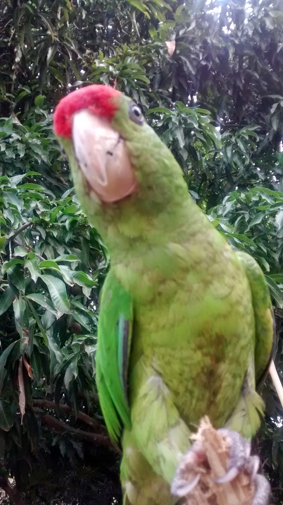 Scarlet-fronted Parakeet in January 2015 by James Calvache Luna ...