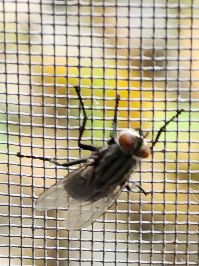 Calyptrate Flies from Douglass Township, PA, USA on May 21, 2023 at 01: ...