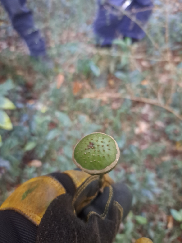 small bolwarra from Dalwood NSW 2477, Australia on May 22, 2023 at 09: ...