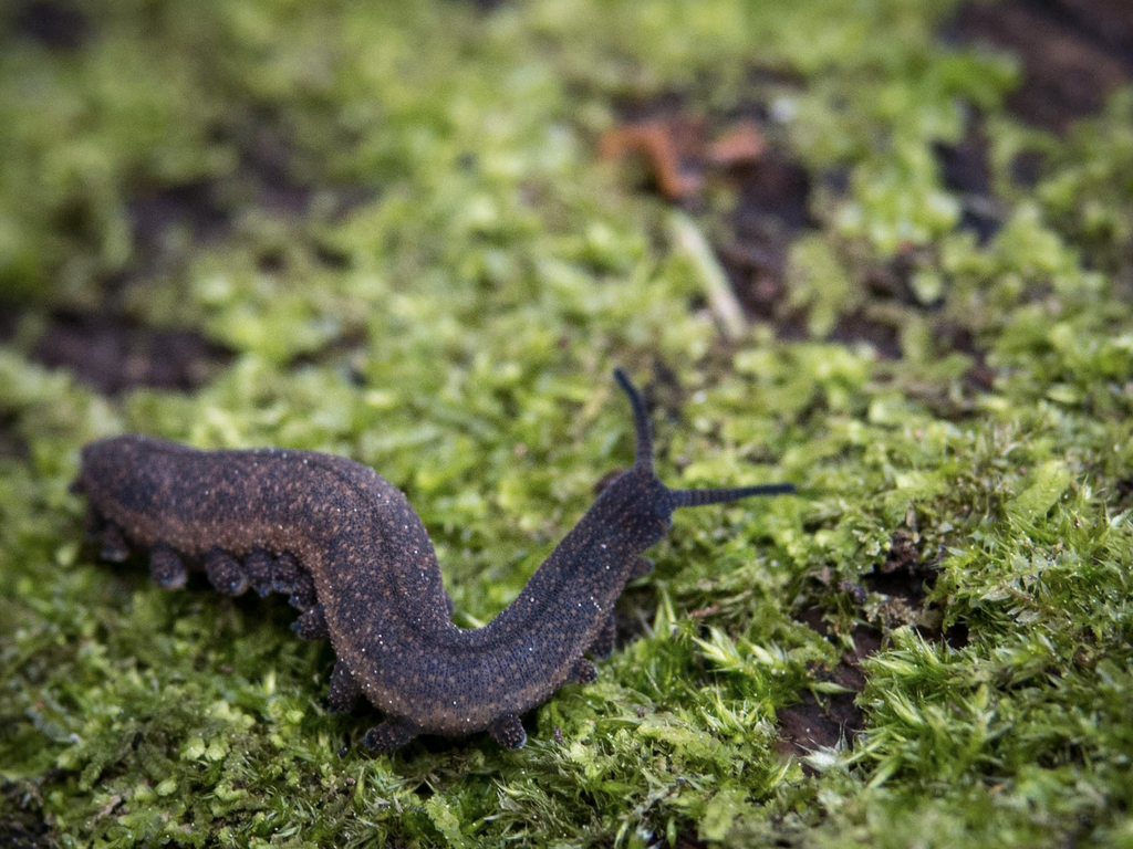 New Zealand Peripatus from Belleknowes, Dunedin, New Zealand on ...