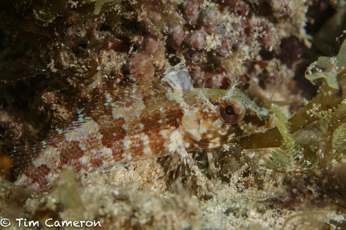 Malacoctenus africanus · iNaturalist