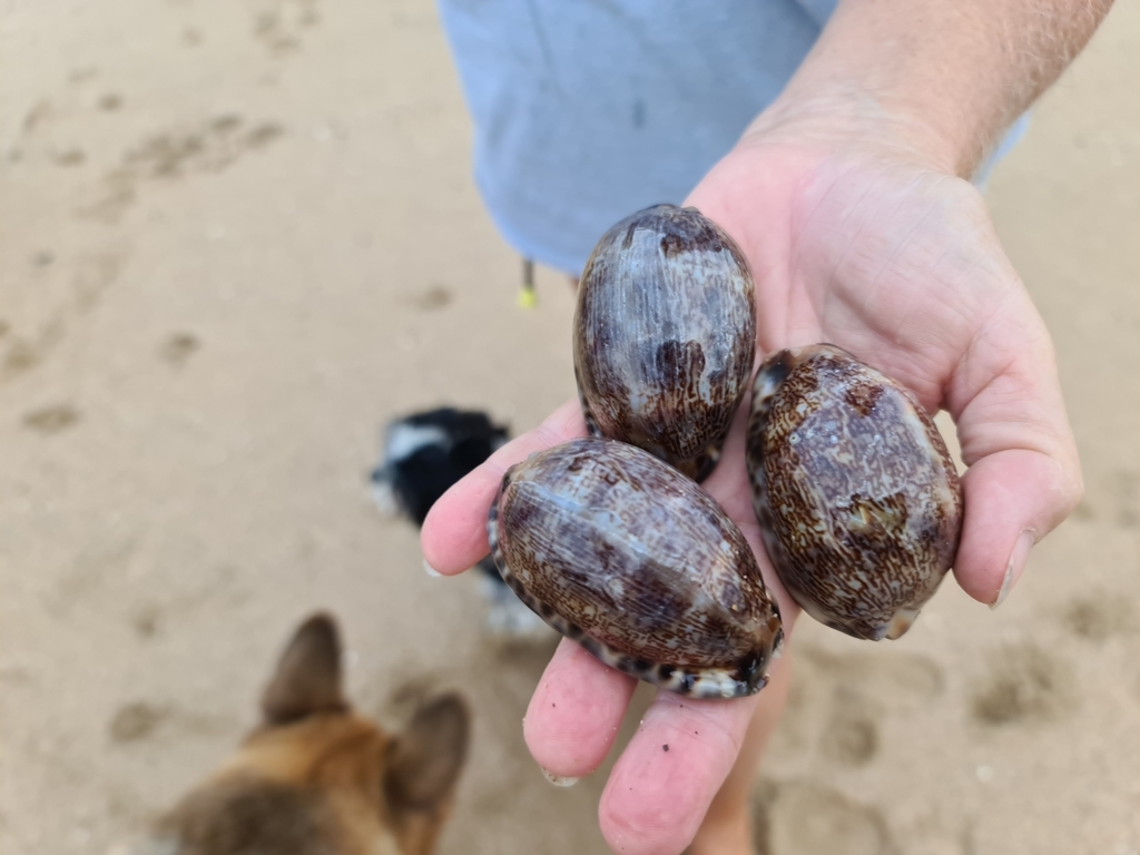 Arabian Cowry from Queensland, Australia on April 19, 2022 at 04:53 PM ...