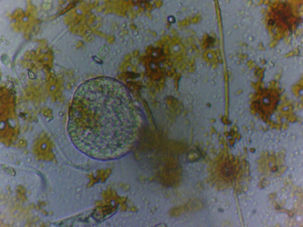 Heliophrya minima from North-Western, Moscow City, RU on May 21, 2023 ...