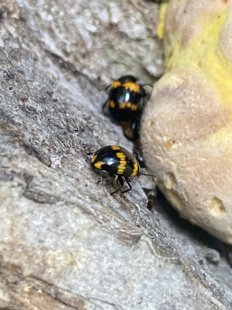 Diaperis boleti from Friedrich-Kreiß-Weg, Braunschweig, Niedersachsen, DE on May 21, 2023 at 06: ...