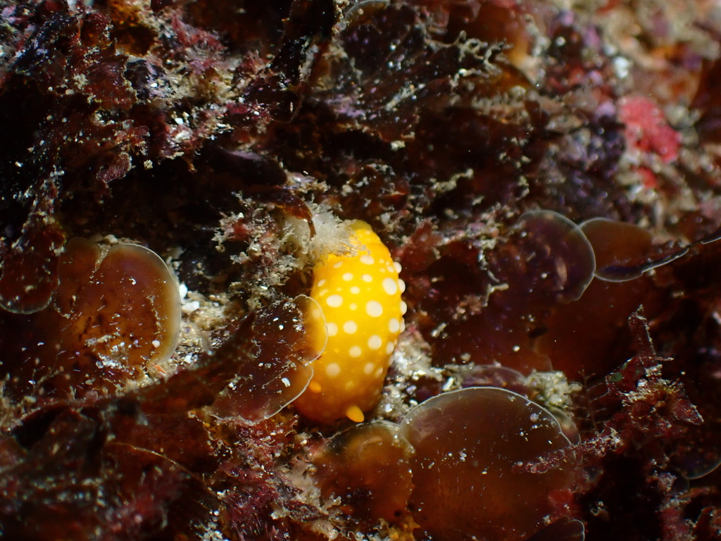 Lemon Lolly Doris from New Rockfall on May 21, 2023 at 12:08 PM by ...