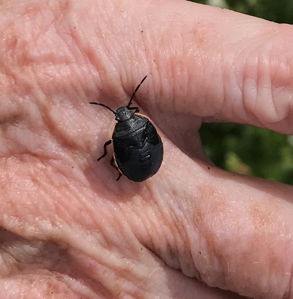Conchuela Bug from Horseshoe Bay, TX, US on May 13, 2023 at 03:32 PM by ...