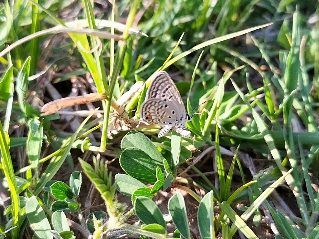 Birabiro elicola from Qoqa Negewo, Ethiopië on May 21, 2023 at 05:31 PM ...