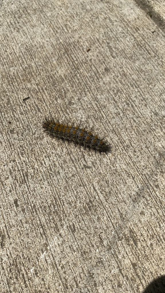 Texas Buck Moth from San Antonio on April 24, 2023 at 11:18 AM by Kadyn ...