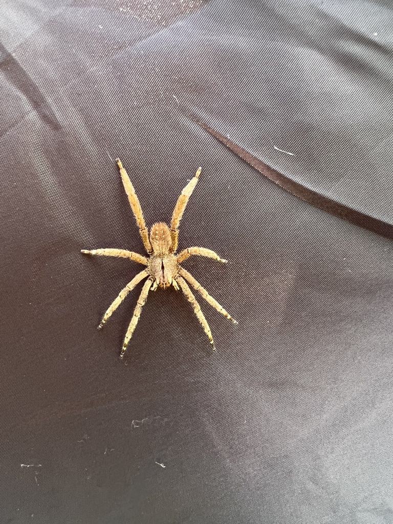 Armed Spiders from Piedade, SP, BR on April 23, 2023 at 12:45 PM by ...