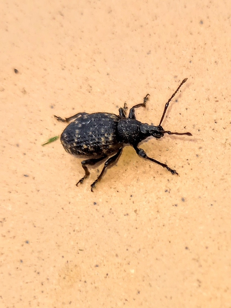 Black Vine Weevil from Rue Froide, 62232 Hinges, France on May 22, 2023 ...