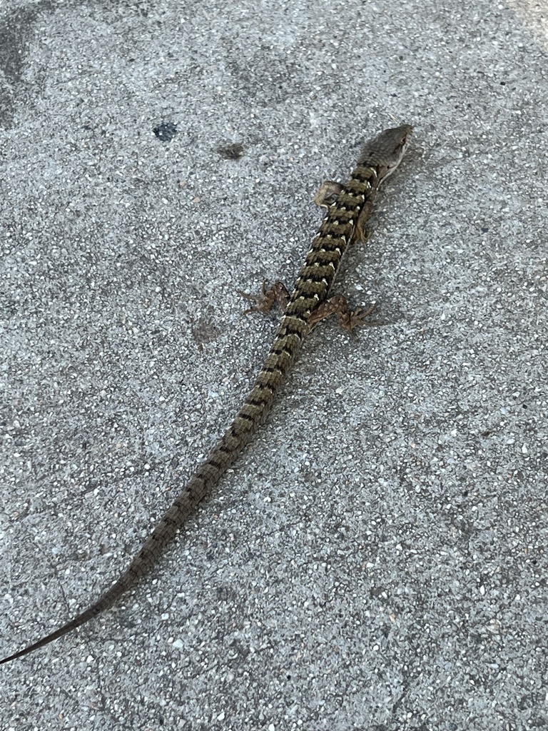 San Diego Alligator Lizard from Fountain Ave, Los Angeles, CA, US on ...