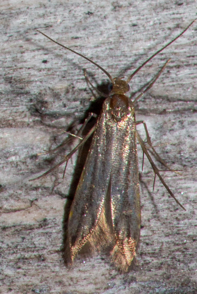 Blackberry Skeletonizer from Washington County, VT, USA on May 19, 2023 ...