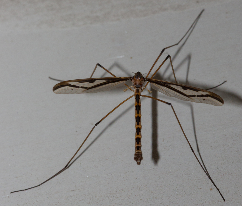 Giant Eastern Crane Fly from Washington County, VT, USA on May 19, 2023 ...