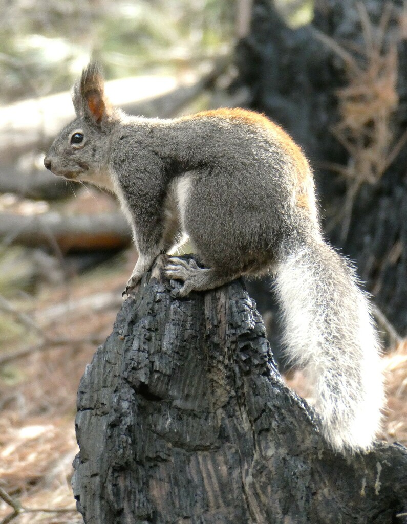 Abert's Squirrel from Comté de Cochise, Arizona, États-Unis on April 12 ...