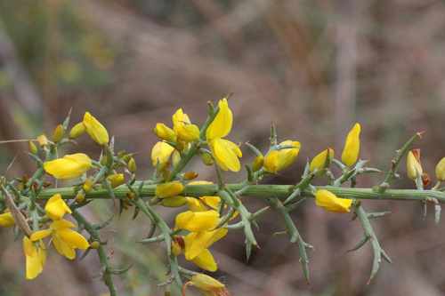 Subspecies Ulex argenteus subsericeus · iNaturalist