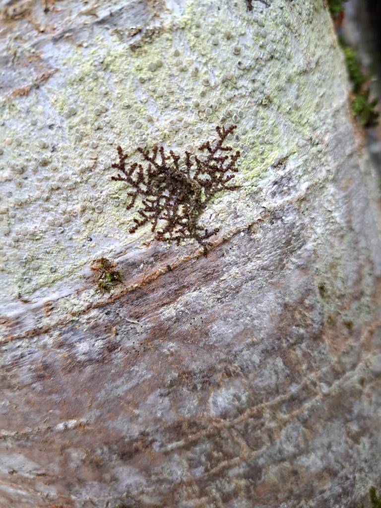 Dilated Scalewort from Beauly IV4 7AD, UK on May 21, 2023 at 05:48 PM ...