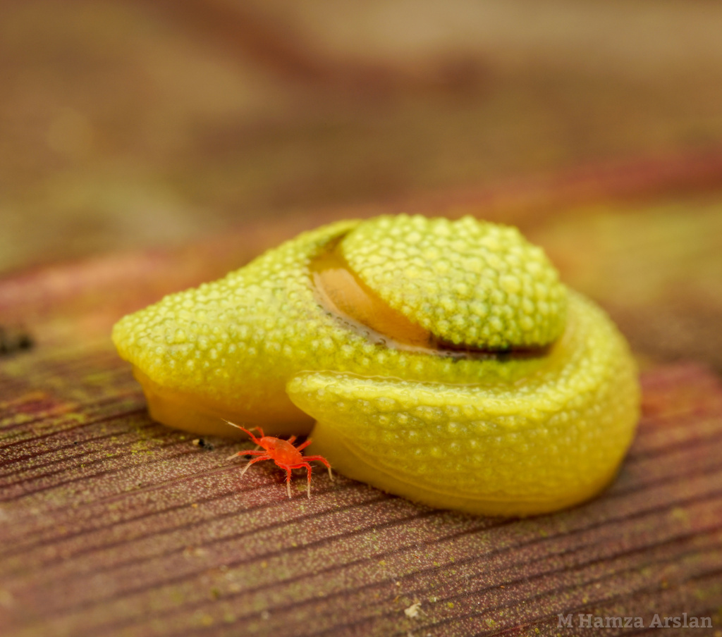 Long-tailed Semi-slug from Jalan Girdle, Raub, Pahang, MY on April 14 ...