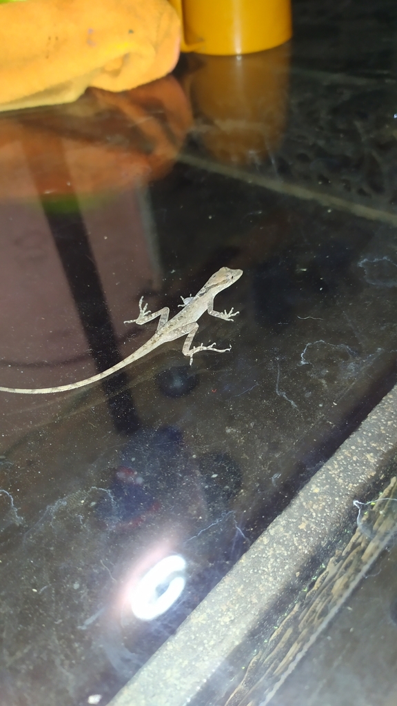 Border Anole from La Mitra, Panamá on April 14, 2023 at 09:14 PM by ...