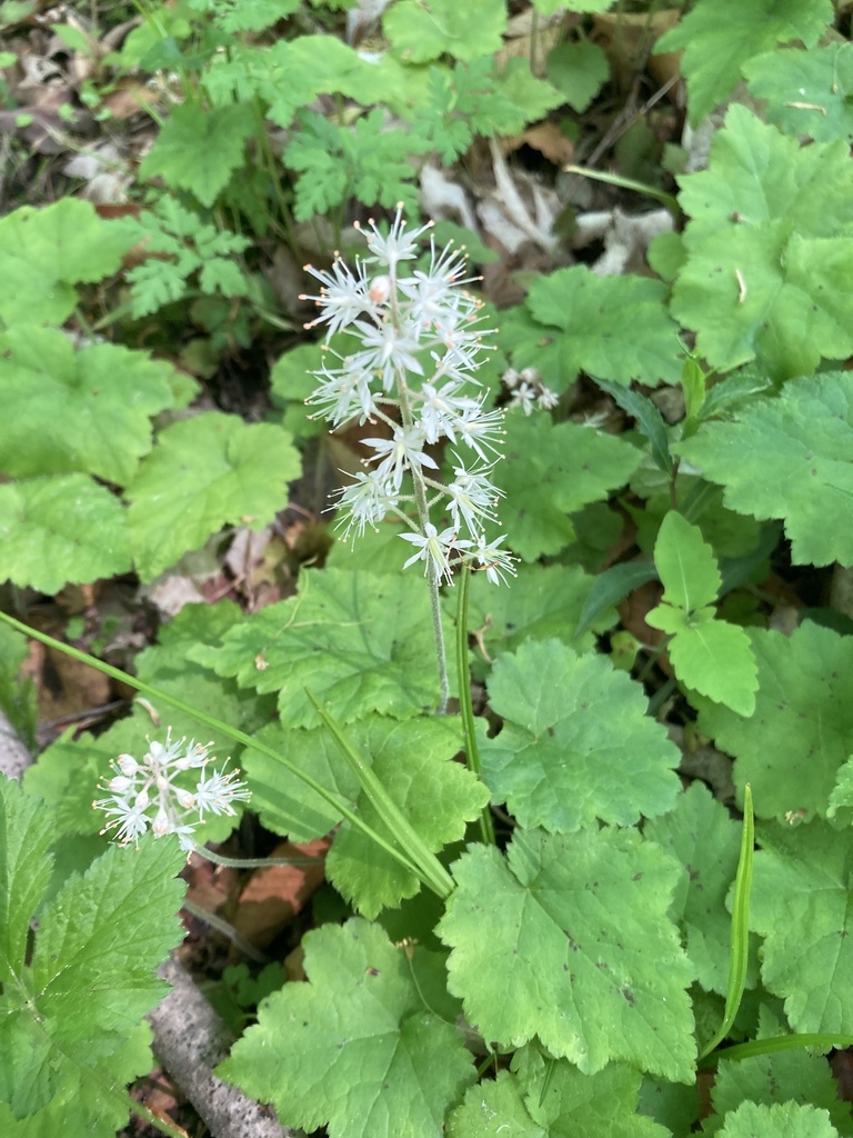 Creeping Foamflower from Dufferin, CA-ON, CA on May 22, 2023 at 10:14 ...