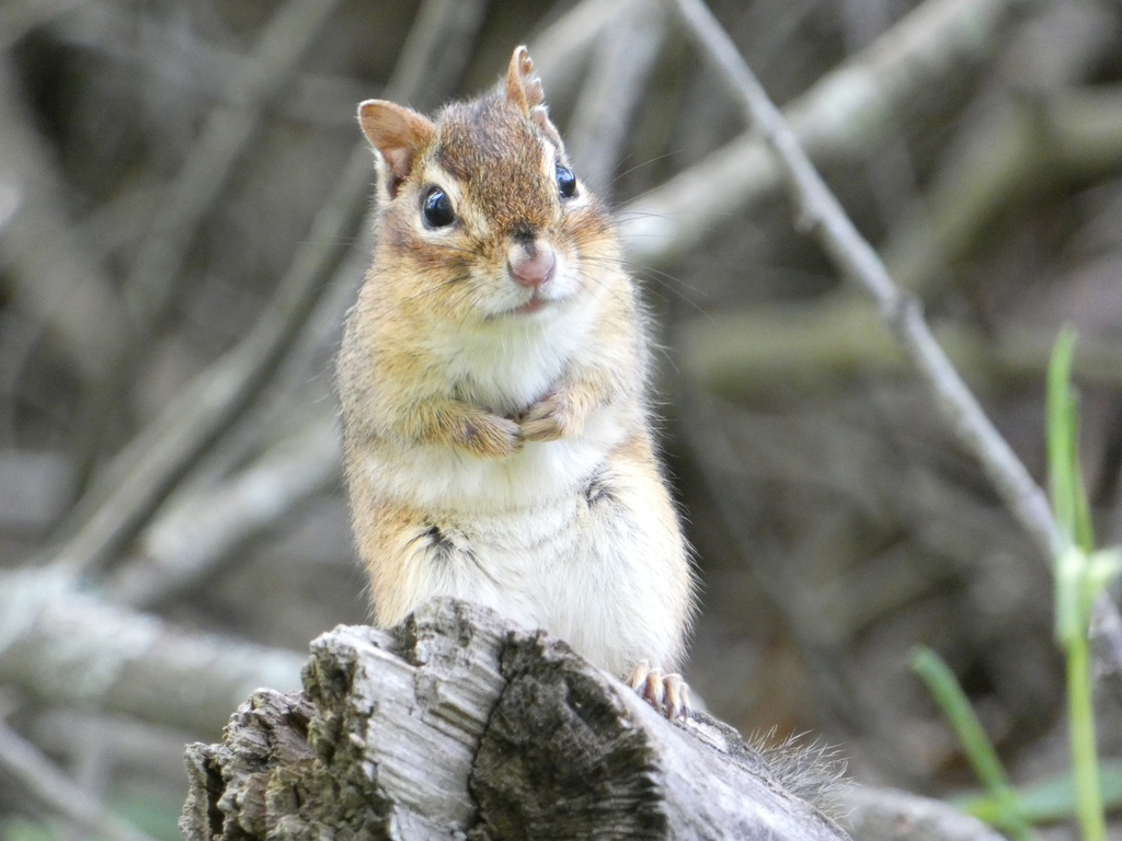 Eastern Chipmunk from PA-157, Oil City, PA, US on May 22, 2023 at 09:13 ...