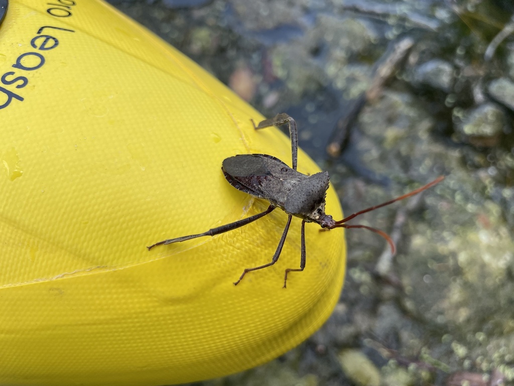 Giant leaf-footed bug from Santa Fe River, High Springs, FL, US on May ...