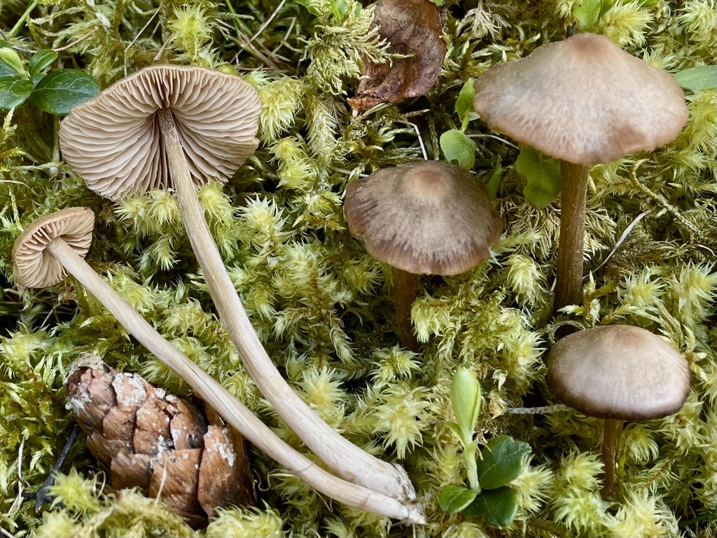 honey pinkgill from San Lorenzo di Sebato, Trentino-Alto Adige, IT on ...