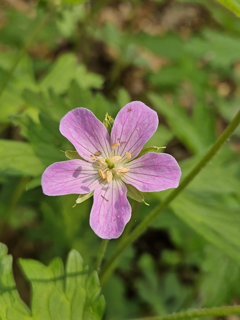 wild geranium from Whiting, WI, USA on May 22, 2023 at 01:15 PM by Joey ...