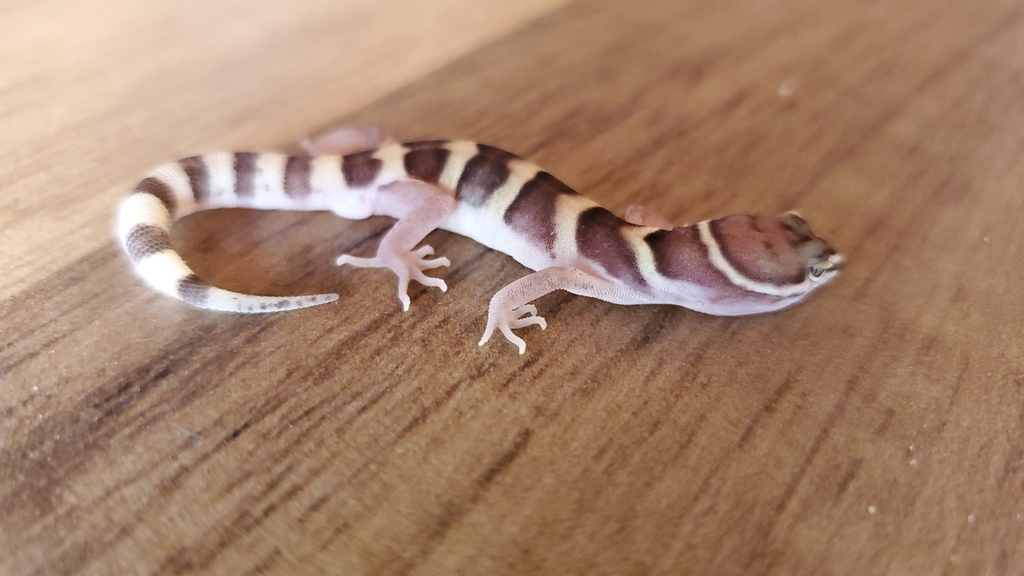 Western Banded Gecko from La Paz, B.C.S., México on May 21, 2023 at 09: ...