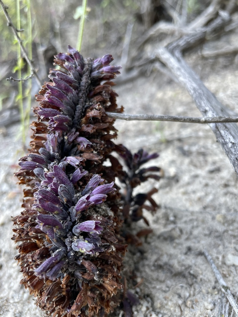 Chaparral Broomrape from Ronald W. Caspers Wilderness Park, Trabuco ...