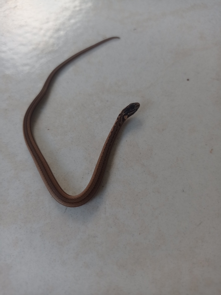 Peters' Running Snake in May 2023 by JIMMY DAVID OLEAS SANCHEZ ...