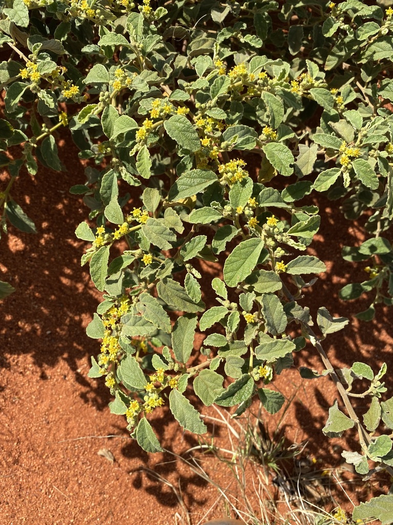 Androcalva loxophylla from Petermann NT 0872, Australia on September 19 ...