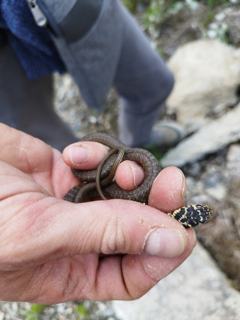 Green Whip Snake from 10091 Alpignano TO, Italia on May 3, 2023 at 01: ...