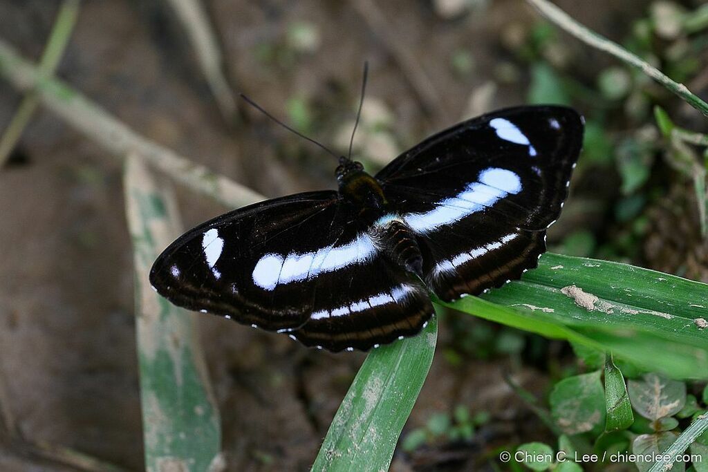 Orange Staff Sergeant Butterfly from Lawas, Sarawak, Malaysia on May 14 ...