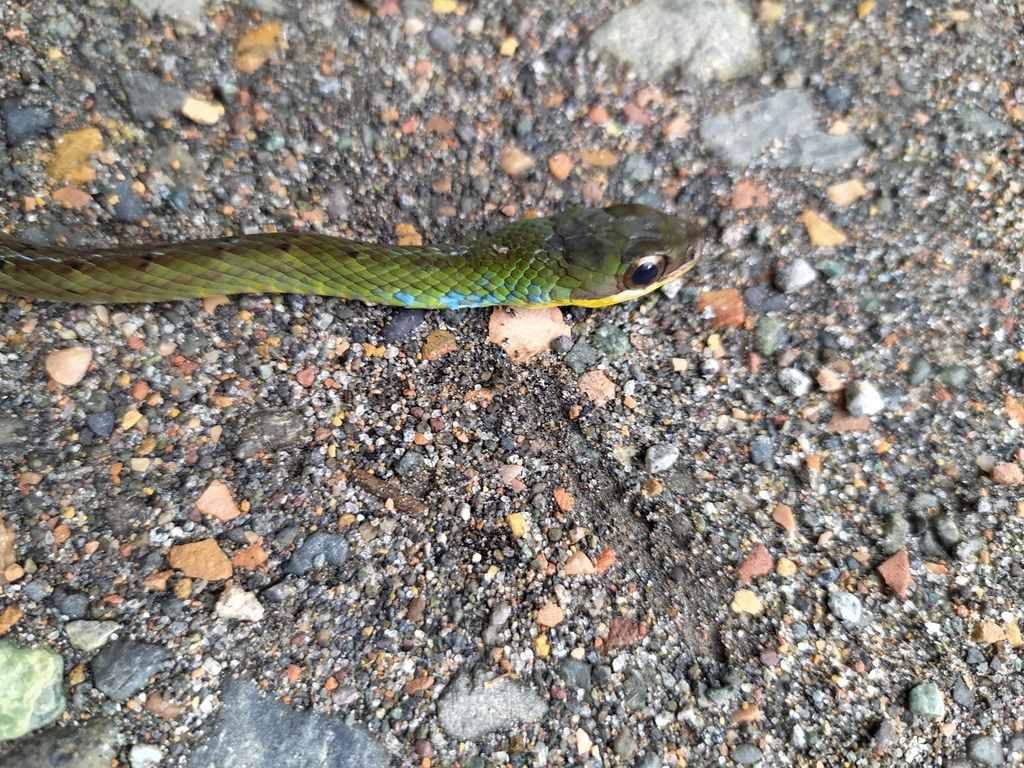 Cadle's Forest Racer from Pedro Vicente Maldonado, Ecuador on May 21 ...