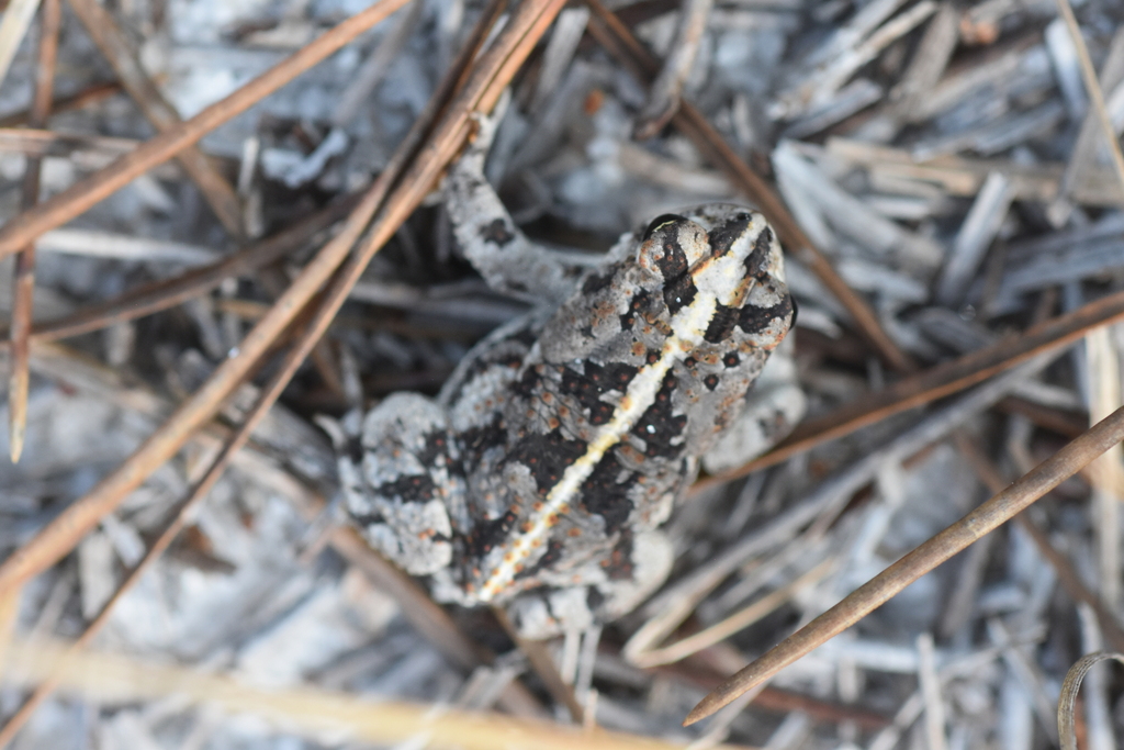 Oak Toad in May 2023 by Cade · iNaturalist