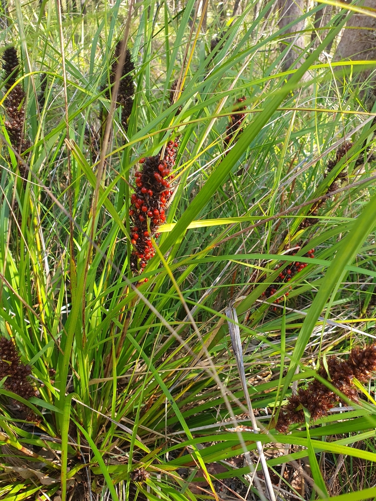 Red-berried Saw-sedge from Burbank QLD 4156, Australia on May 23, 2023 ...