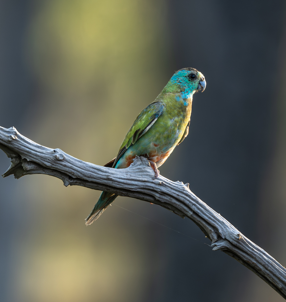 Golden-shouldered Parrot in June 2022 by Howard L. Snell. Wild banded ...