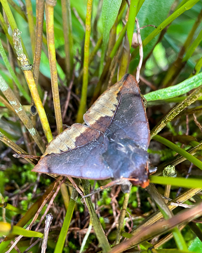 Hypanua dinawa · iNaturalist