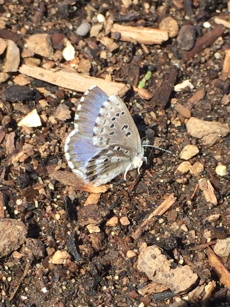 Arrowhead Blue from Raven Rd, Winthrop, WA, US on May 5, 2020 at 02:48 ...