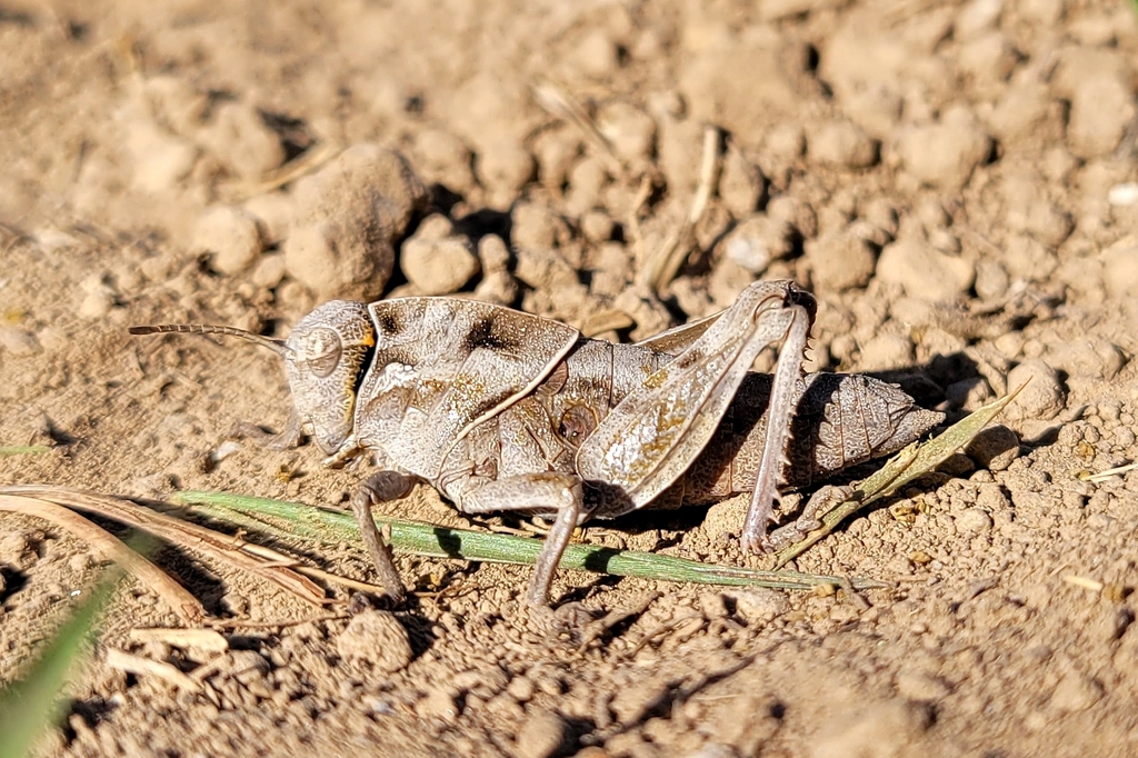 Haplotropis brunneriana from 대한민국 충청북도 제천시 수산면 on May 9, 2022 at 04:29 ...