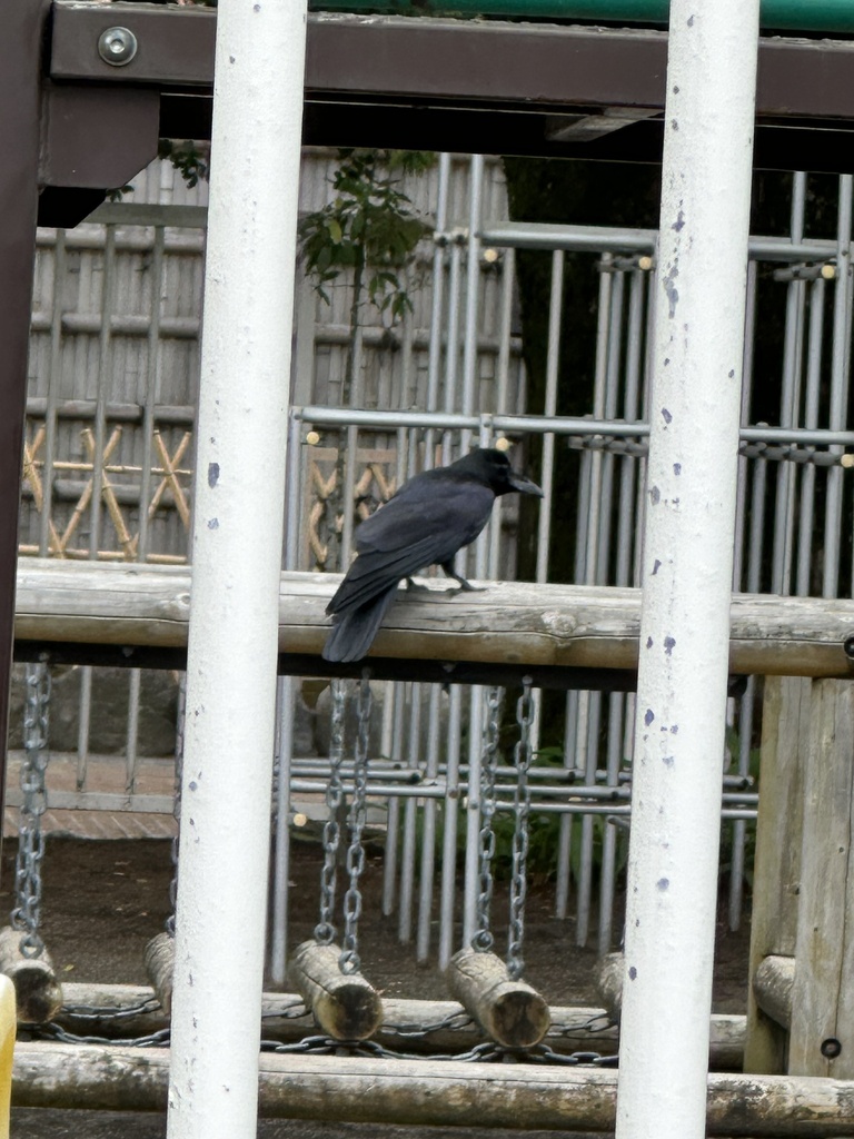 Japanese Crow from Tsurugaoka-hachimangu Shrine, Kamakura, Kanagawa, JP ...