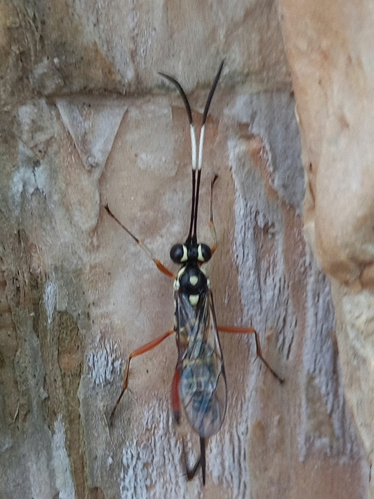 Cryptinae from Scarborough on July 10, 2022 at 01:53 PM by Sam Crabtree ...