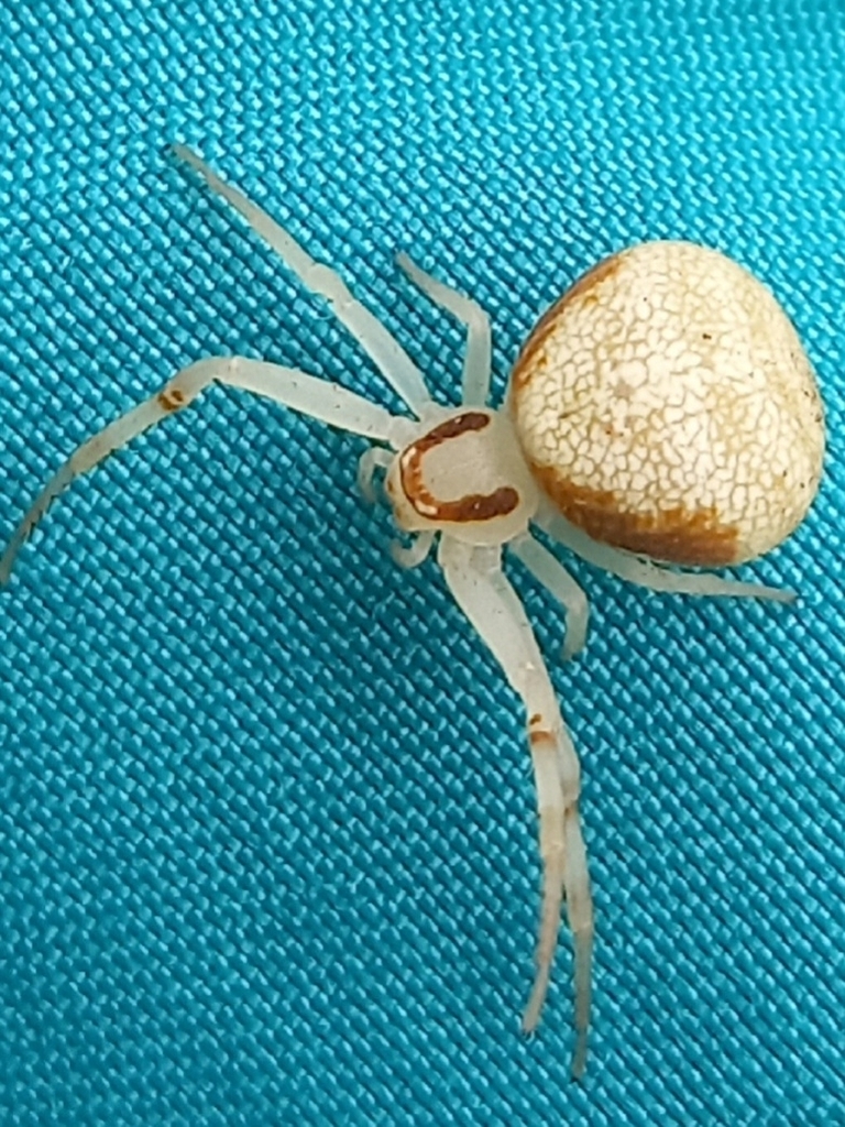 Milky Flower Spider from Bray Park State High School on February 22 ...