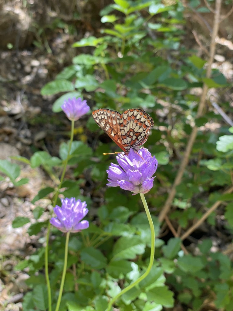 Variable Checkerspot from Mount Diablo State Park, Clayton, CA, US on ...