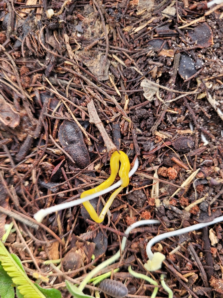 Canary Worm from Mount Martha VIC 3934, Australia on May 23, 2023 at 10 ...