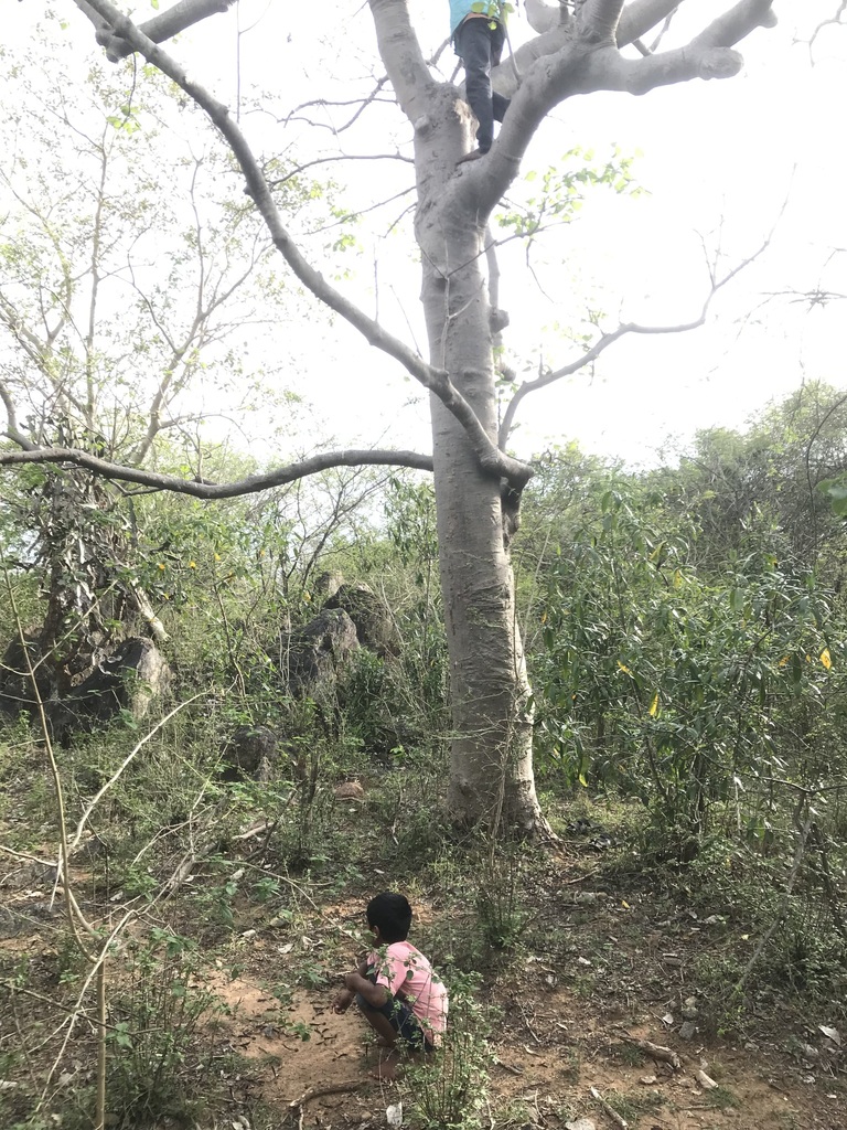 Propeller Tree from Singarapet Extension R.F., Tamil Nadu, India on May ...
