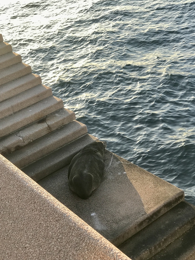 New Zealand Fur Seal from Sydney Opera House, Sydney, NSW, AU on May 23 ...