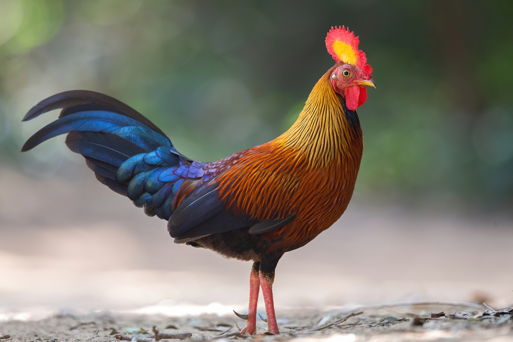 Sri Lanka Junglefowl from Anuradhapura, Sri Lanka on January 23, 2019 ...