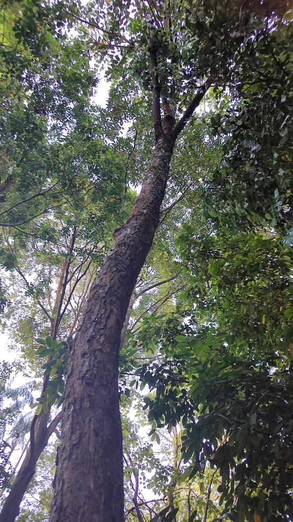 Shorea macrophylla in May 2023 by Sim Ee Chai · iNaturalist