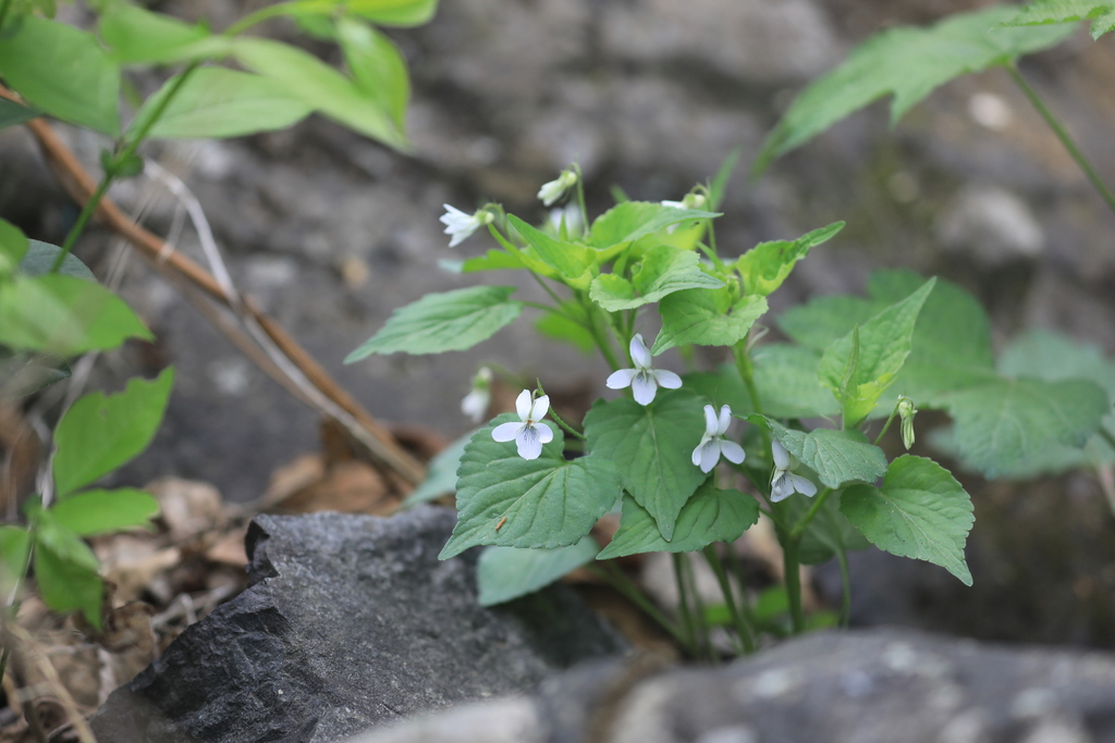 Long-stem violet from 中国北京市门头沟区009县道百花山林场 邮政编码: 102300 on May 21, 2023 ...